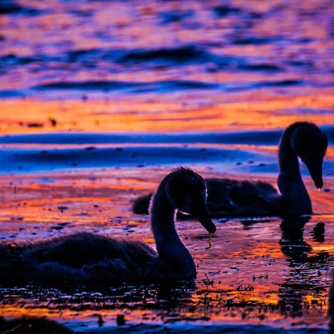 BADKARTAN.SE » Kallbadhuset, Ribersborg » Bild från Ribersborgsstranden ...