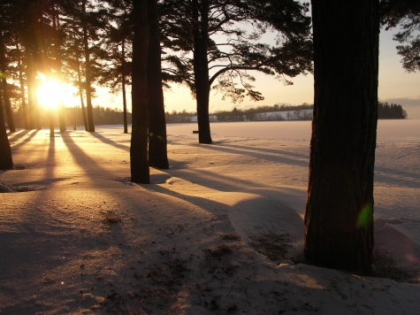 BADKARTAN.SE » Varamobaden , Varamon » Varamons karakteristiska tallar ...